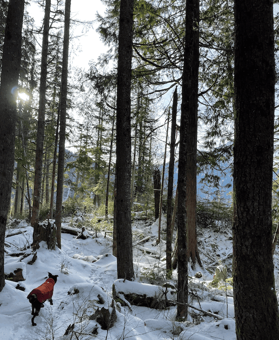 Does it Snow in Washington State? (By a Local) - Mindful PNW Travels