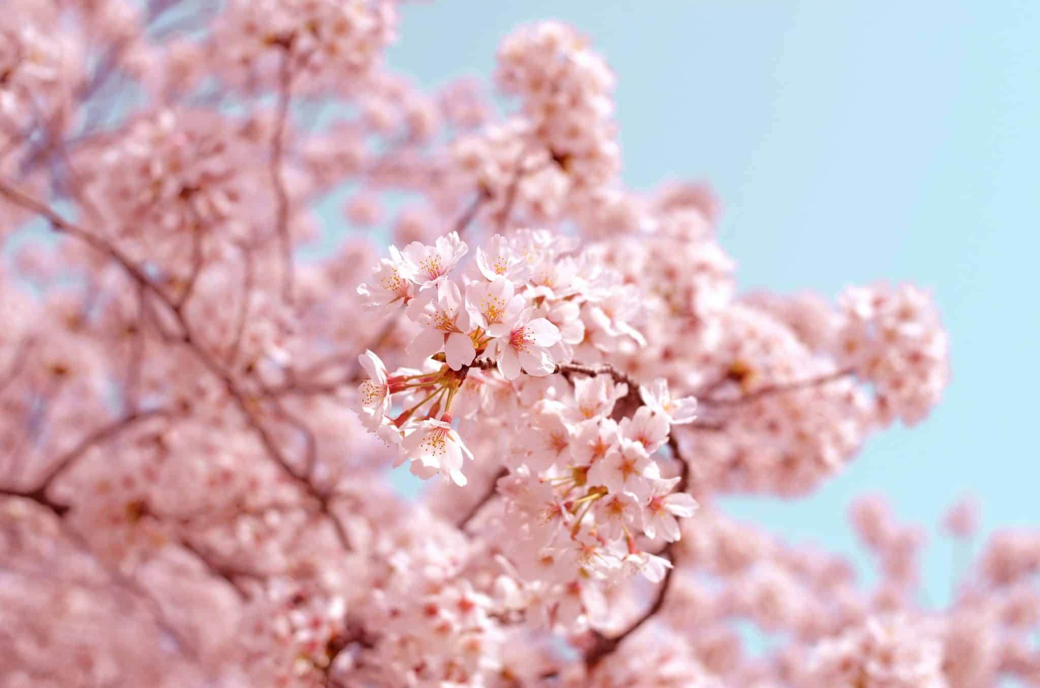 11 Unbeatable Reasons to Visit Washington State in April - Mindful PNW ...
