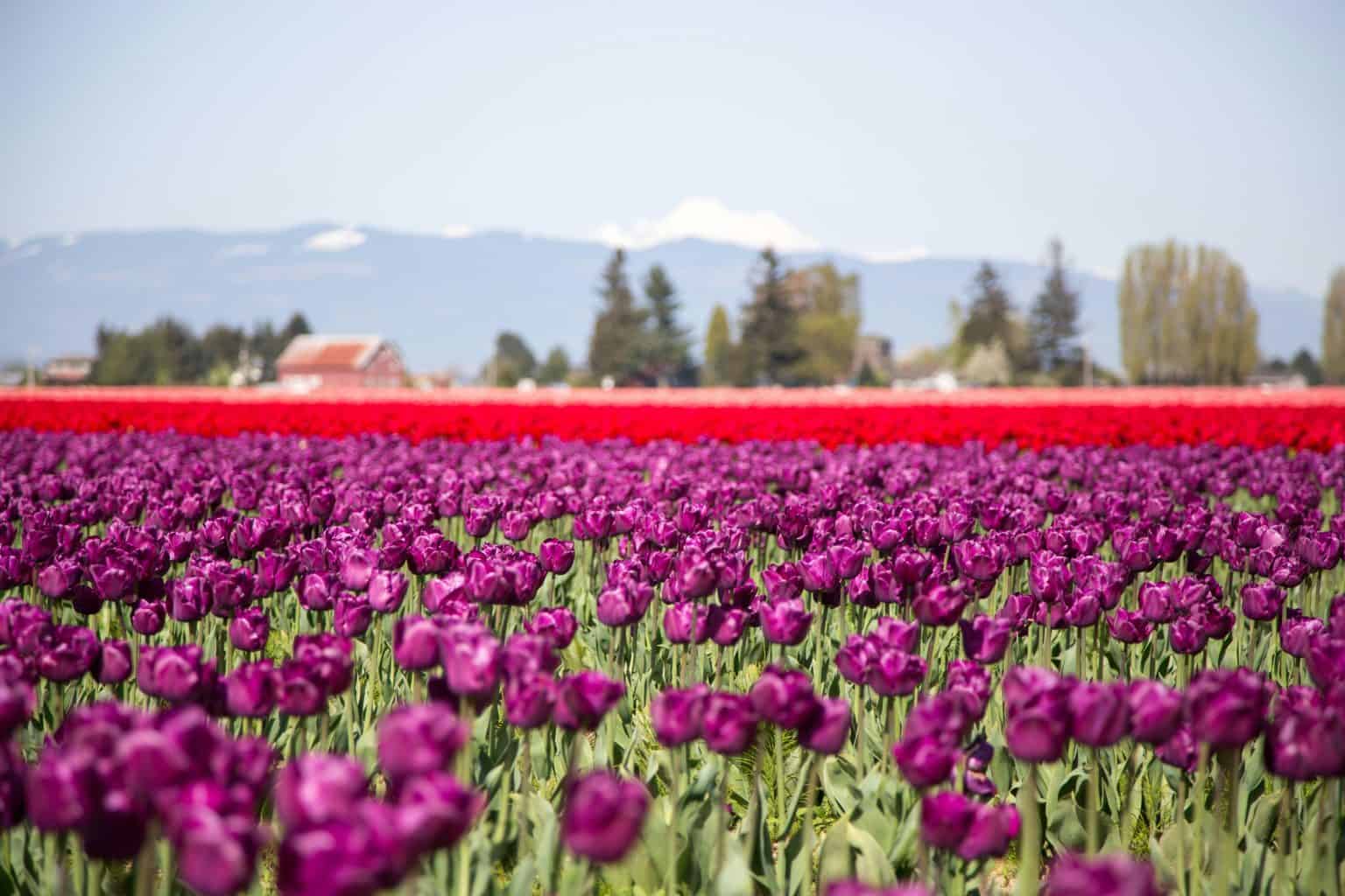 11 Unbeatable Reasons to Visit Washington State in April - Mindful PNW ...