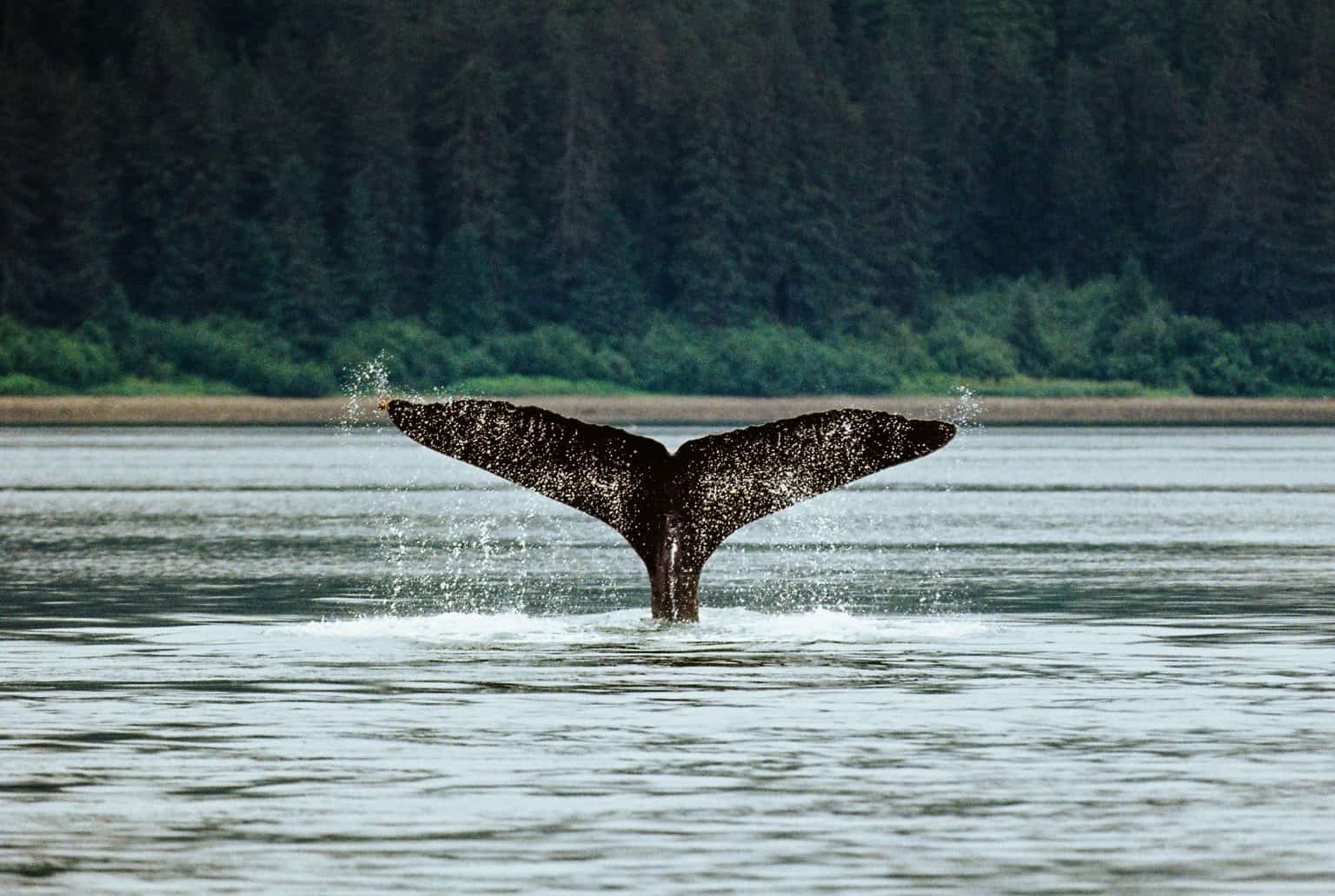 7 Best Whale Watching Tours in Washington (2026 Guide) - Mindful PNW ...